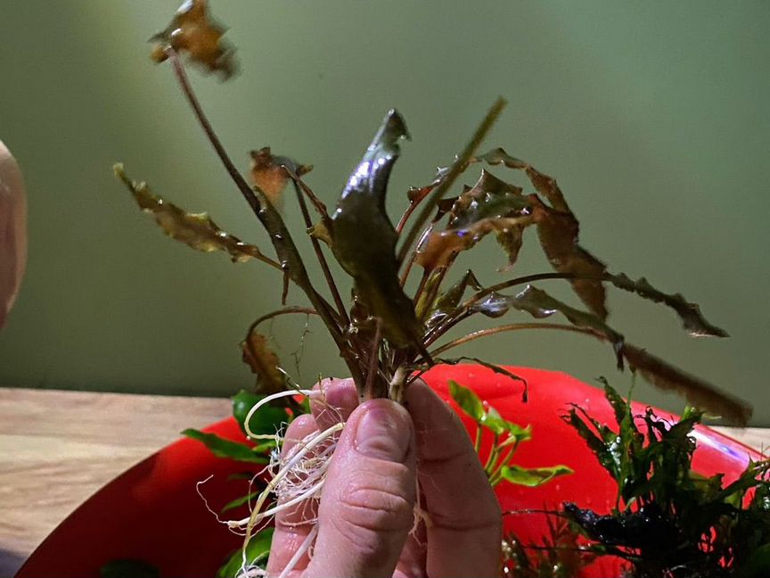 Аквариумные растения