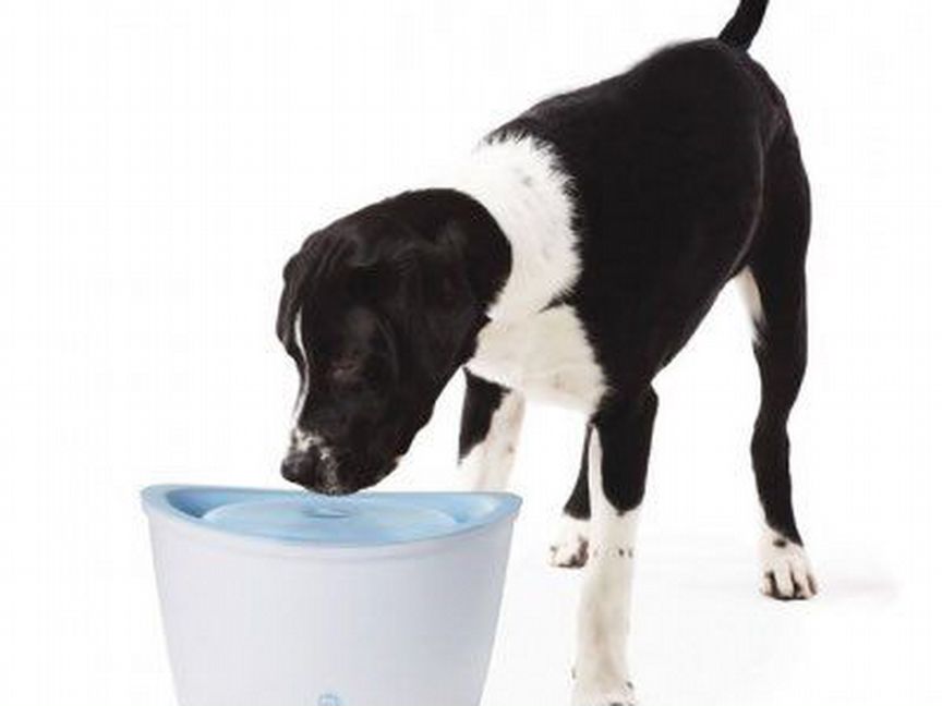 Питьевой фонтан для собак
