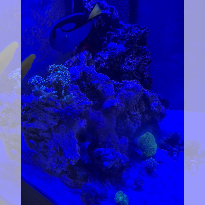 Живые камни для морского аквариума