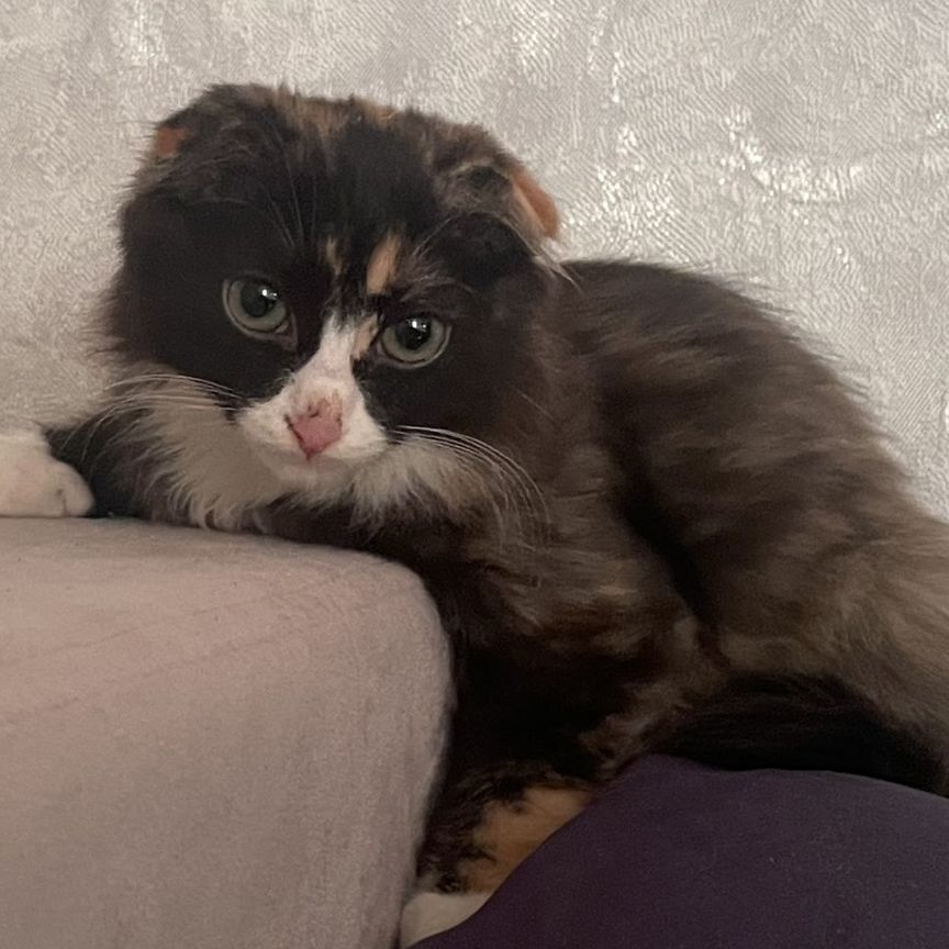 Шотландский вислоухий длинношёрстный котёнок