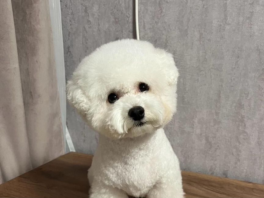 Девчонки Бишон Фризе