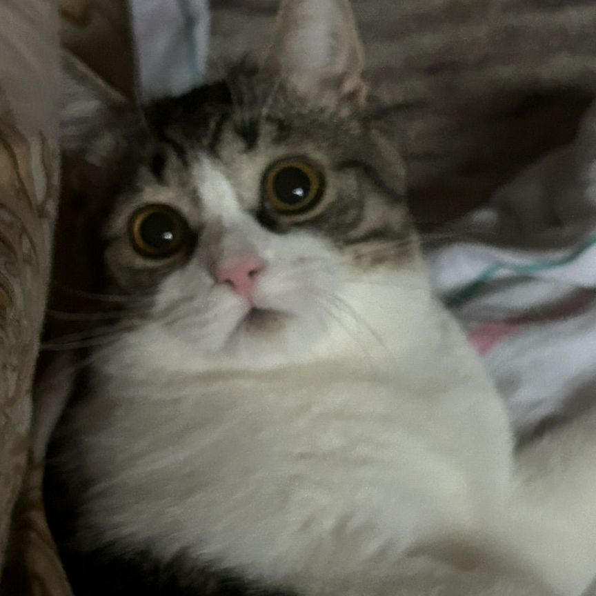 Котик в добрые руки
