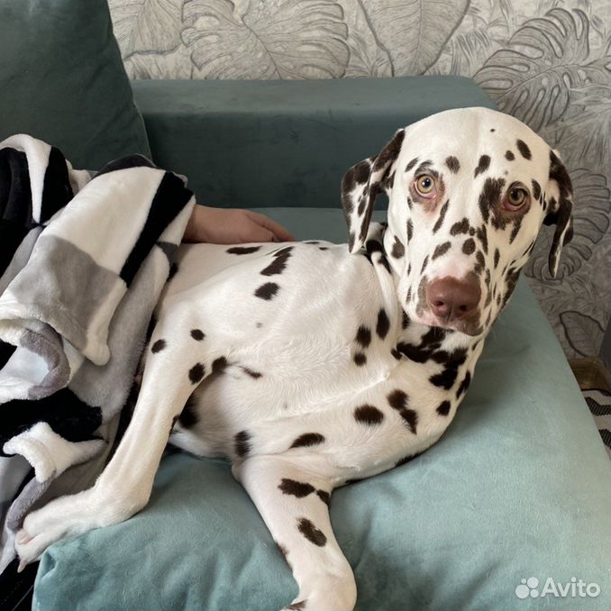 Собака в добрые,отпытные и отвественные руки