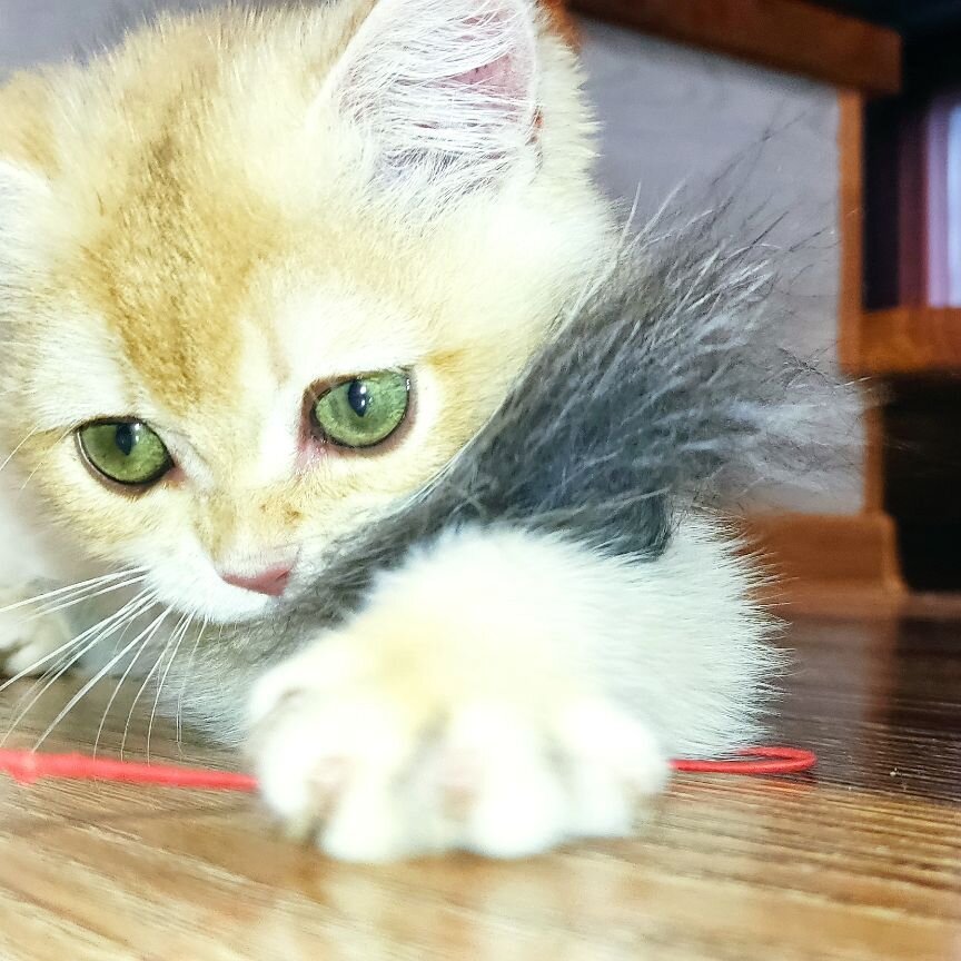 Котята золотая шиншилла