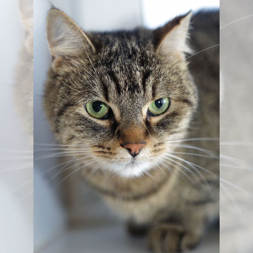 Взрослая, кошка в добрые руки