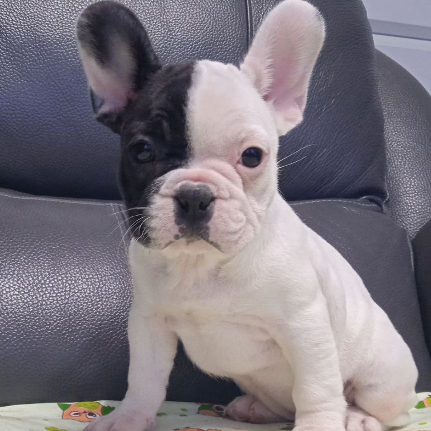 Французский бульдог, щенок