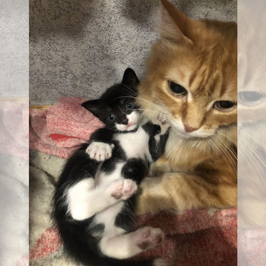 Котёнок в добрые руки