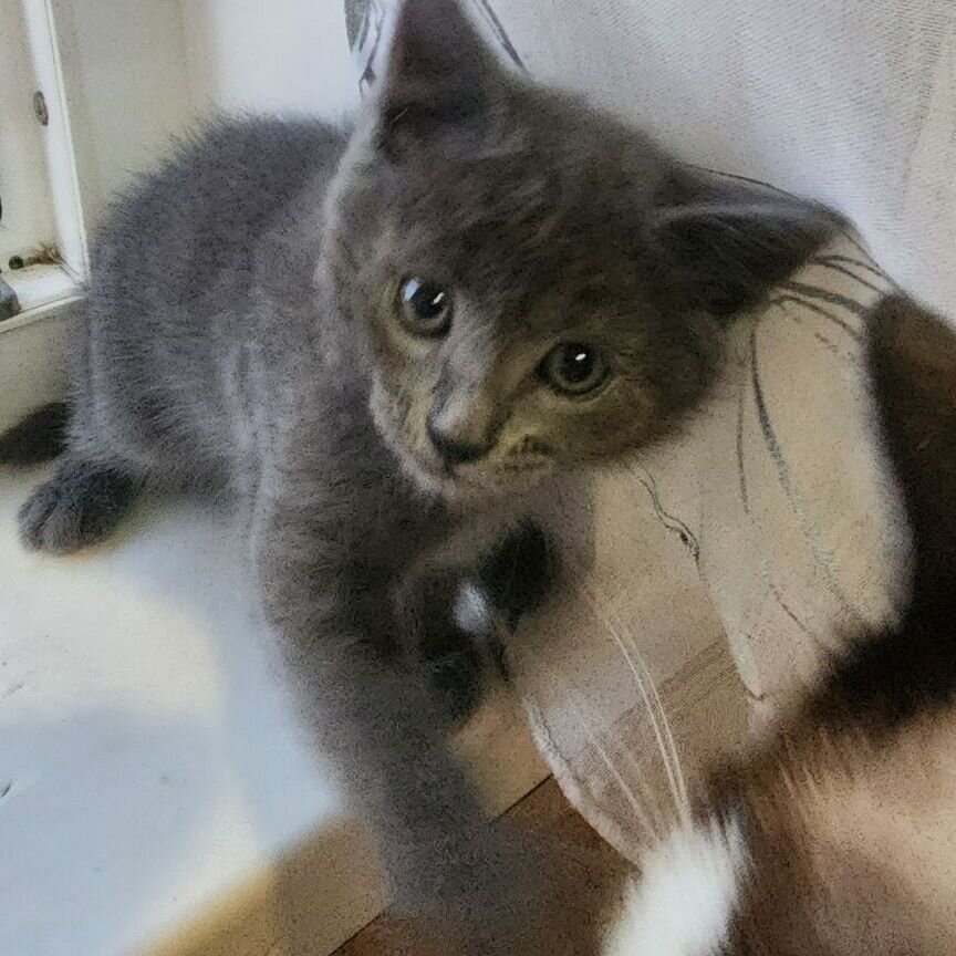 Котёнок в добрые руки