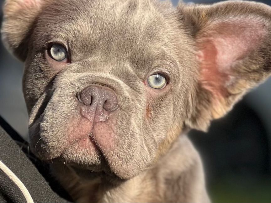 Французский бульдог флаффи лиловый