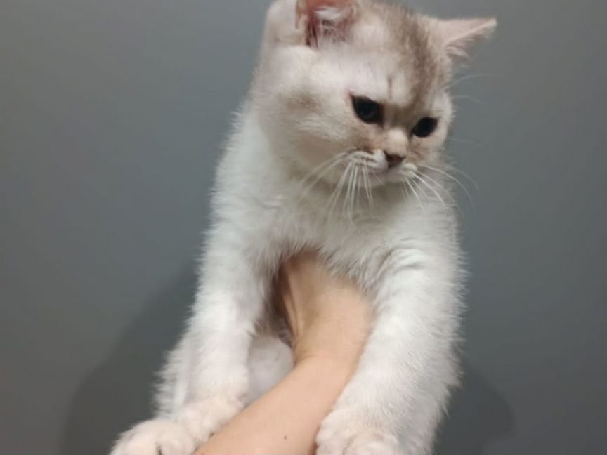 Британские котята