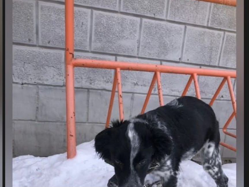 Найдена собака русский спаниель