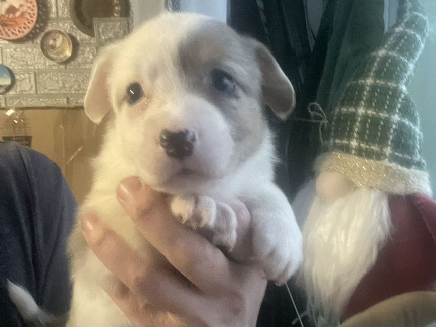 Вельш корги кардиган щенки