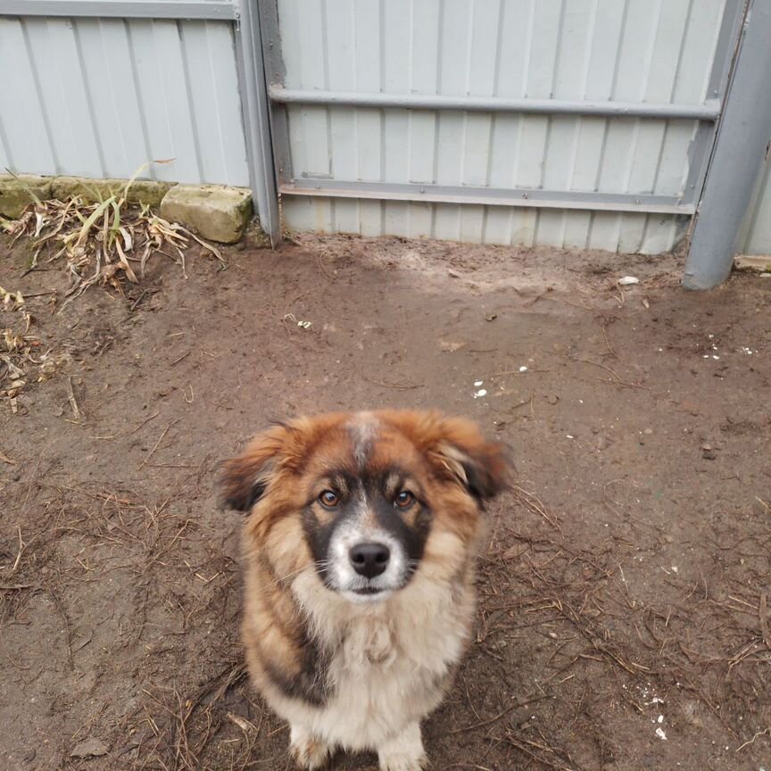 Щенок в добрые руки мальчик