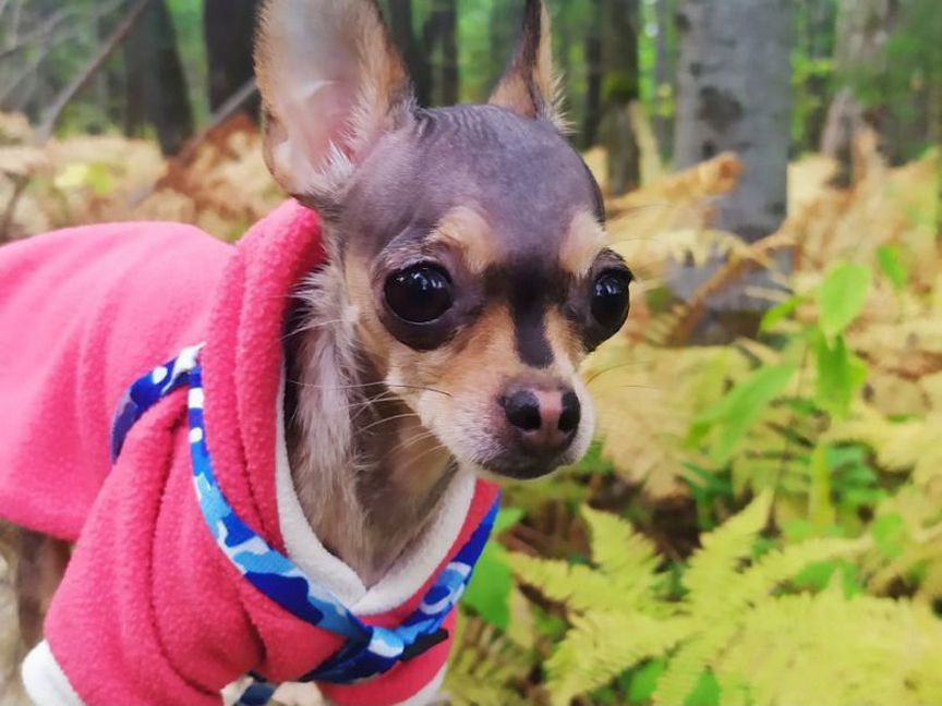 Мини той-терьер