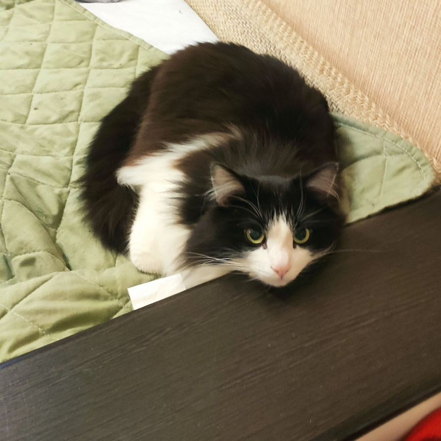 Кот в добрые руки