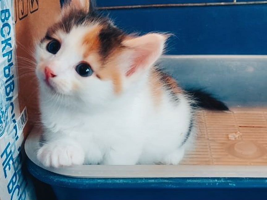 Котёнок Микки
