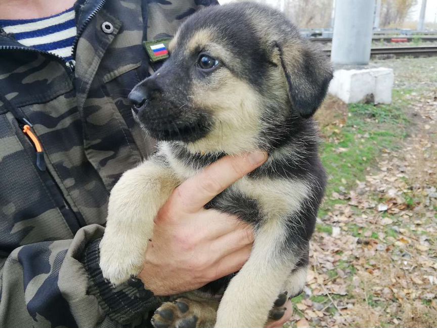 Щенок в добрые руки