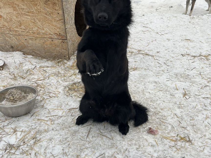 Плюша ищет дом