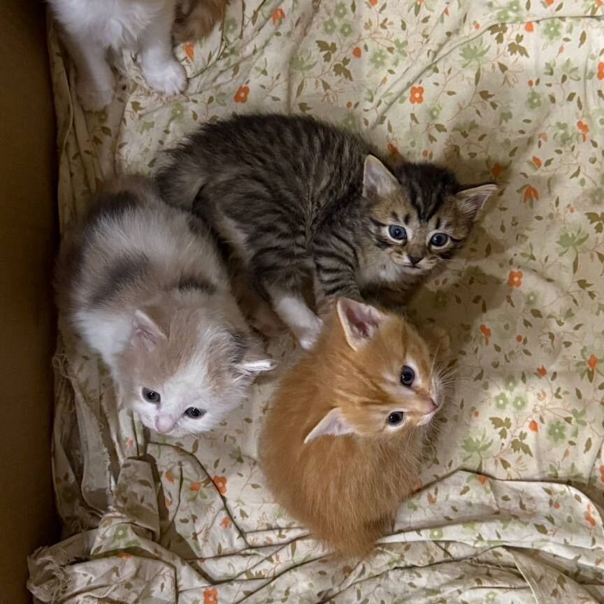 Котёнок в добрые руки