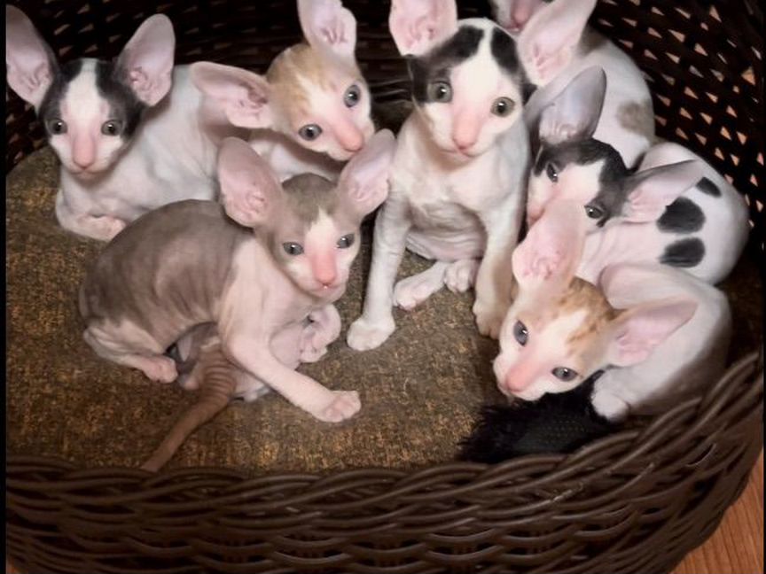 Котята корниш-рекс Ярославль