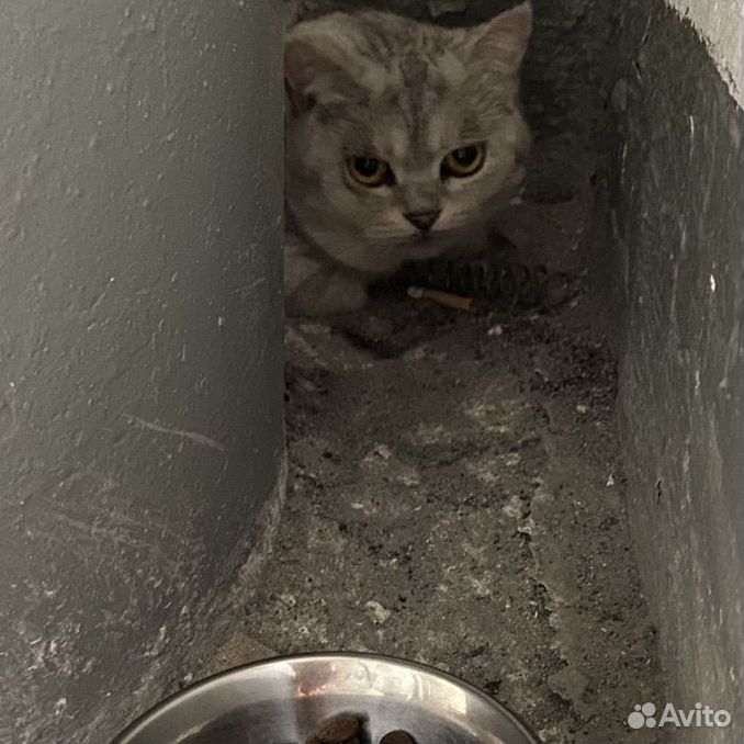 Найдена кошка, на вид британка