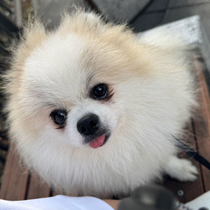 Померанский шпиц, взрослый пёс