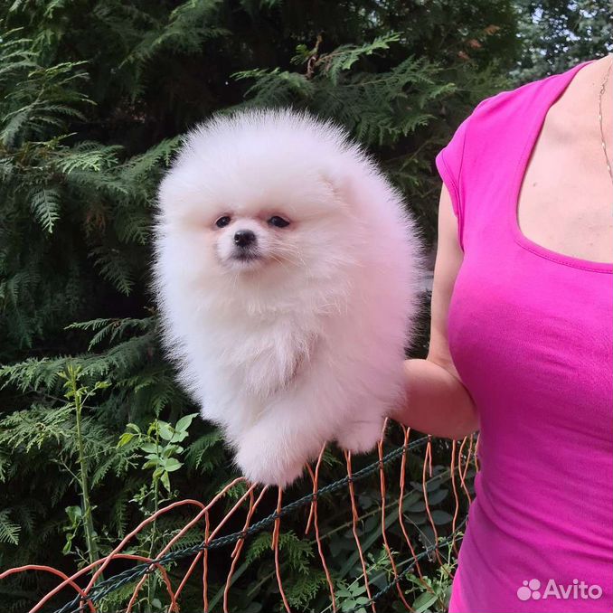 Померанский шпиц Айс-крем