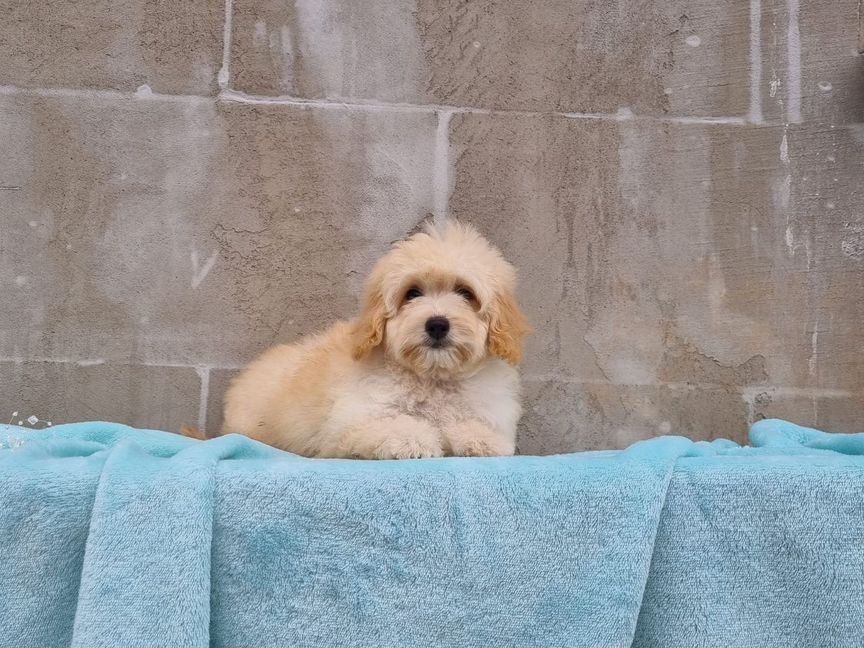 Девочка дизайнерской породы мальтипу maltipoo girl