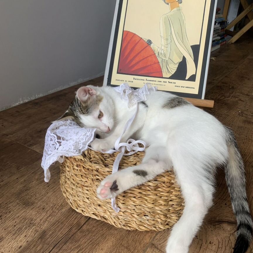 Котёнок кошка Сноу