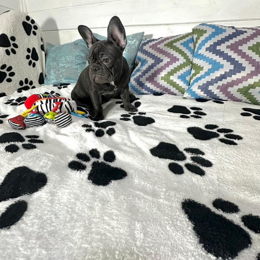 Французский бульдог, щенок