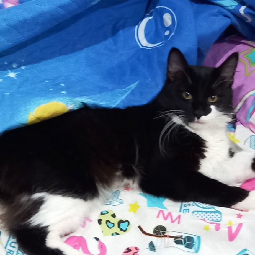 Котята в добрые руки бесплатно мальчик