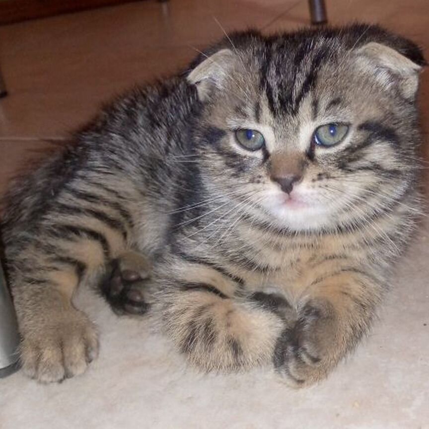 Шотландский вислоухий короткошёрстный котёнок