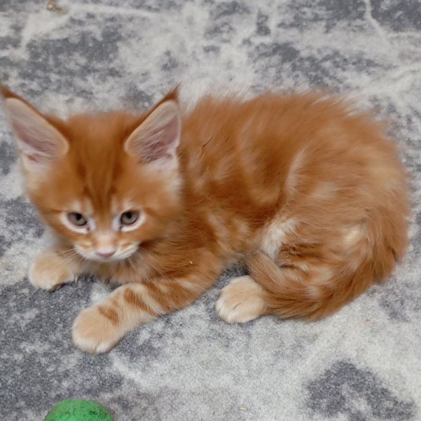 Мейн-кун котёнок