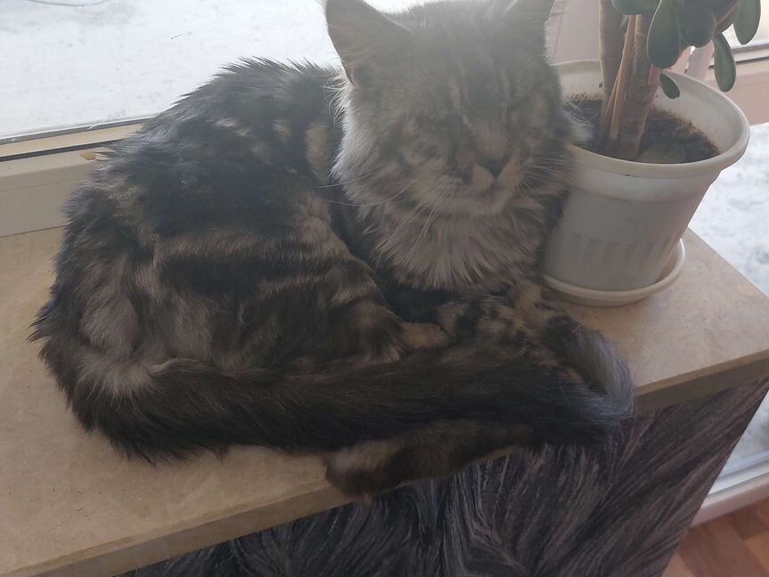 Животные вязка