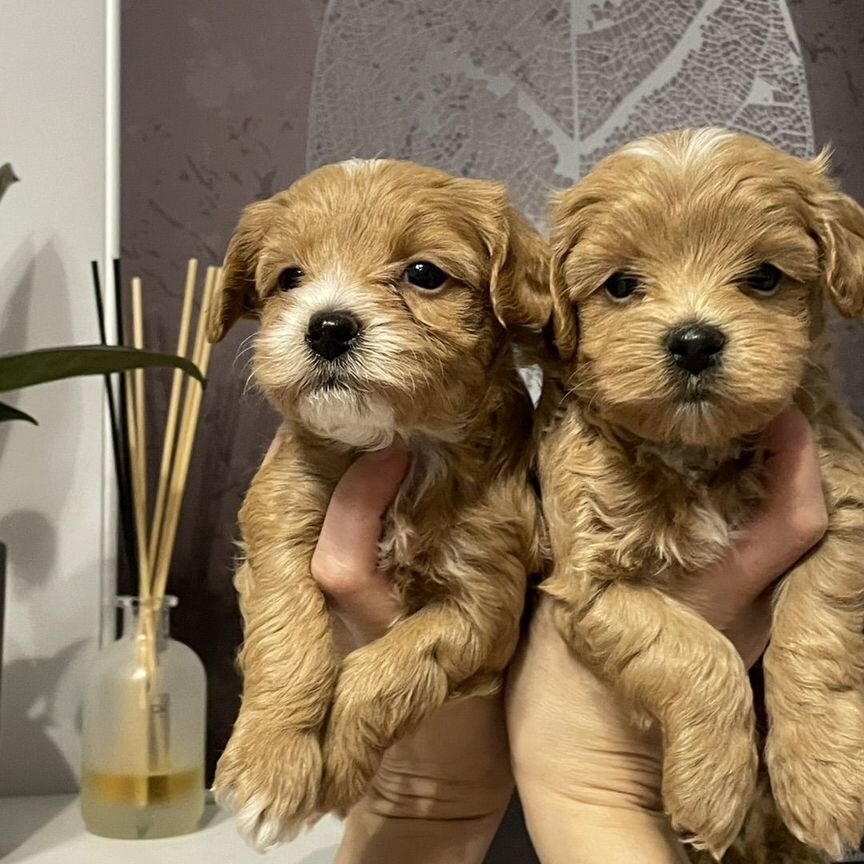 Только Карамельные Мальтипу