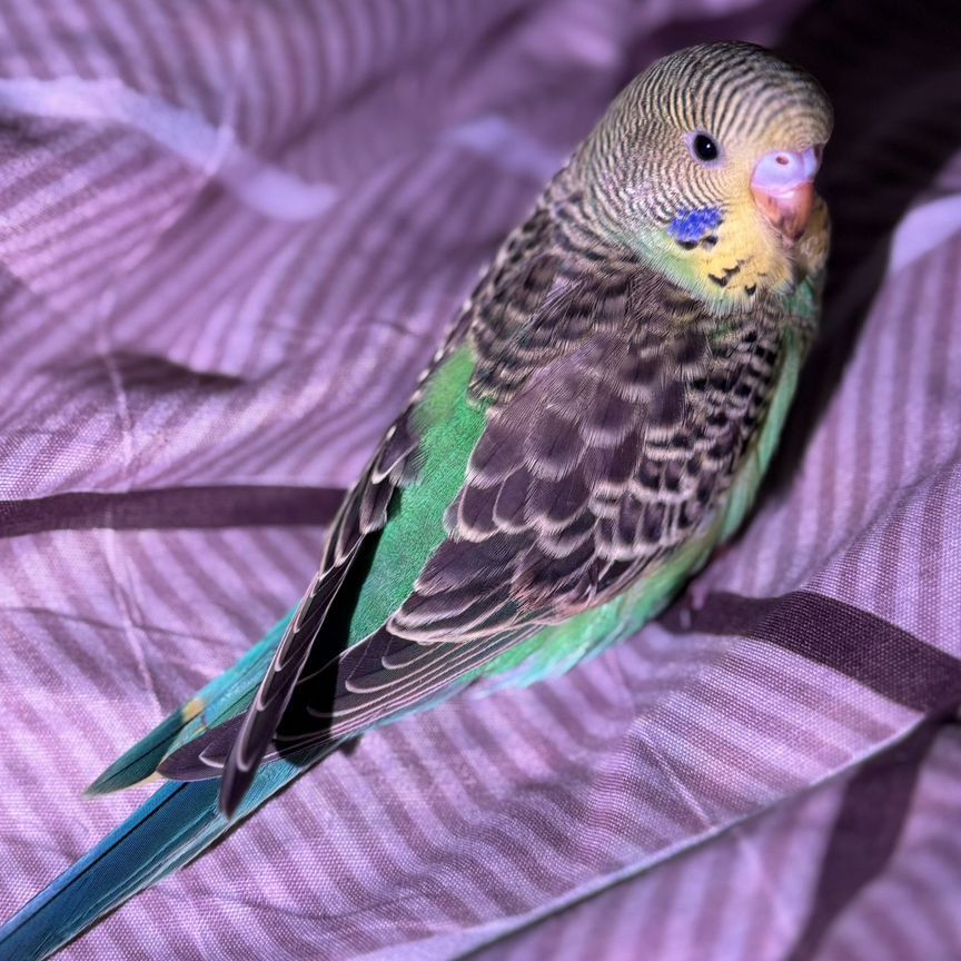 Птенцы волнистых попугаев