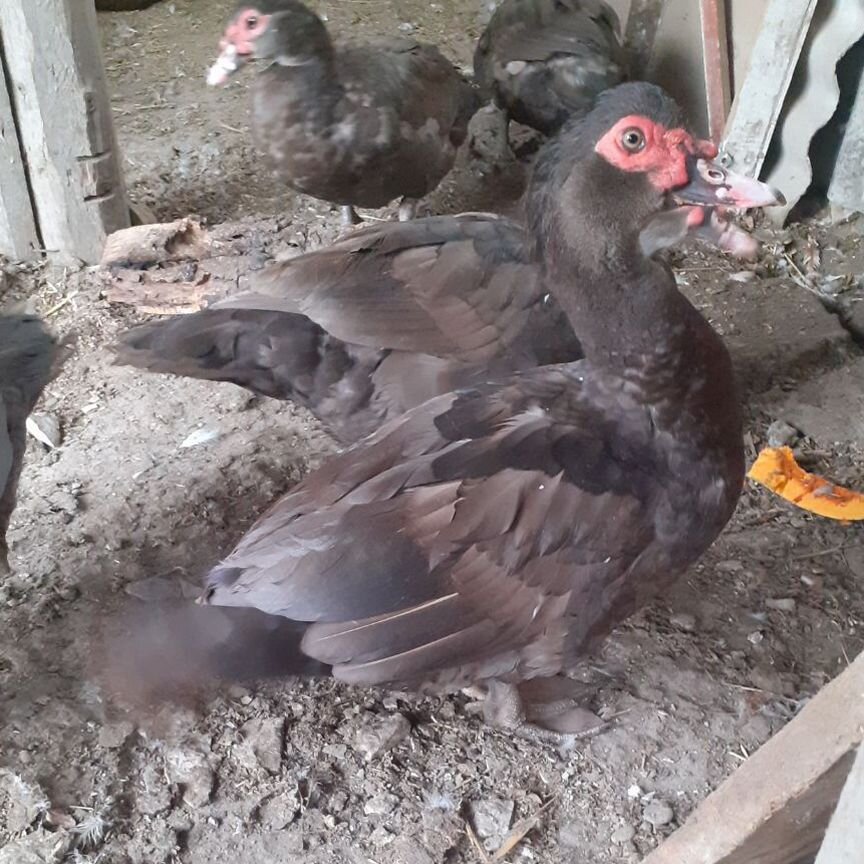 Молодые селезни индоутки, тяжёлая линия