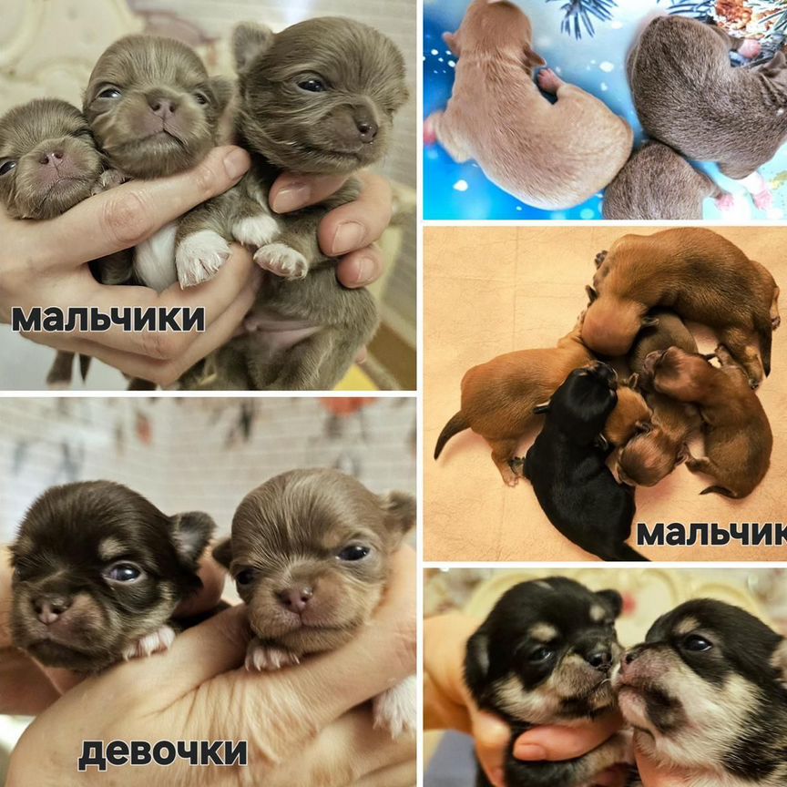 Щеночки чихуахуа