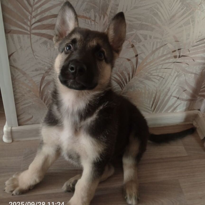 Восточноевропейская овчарка, щенок