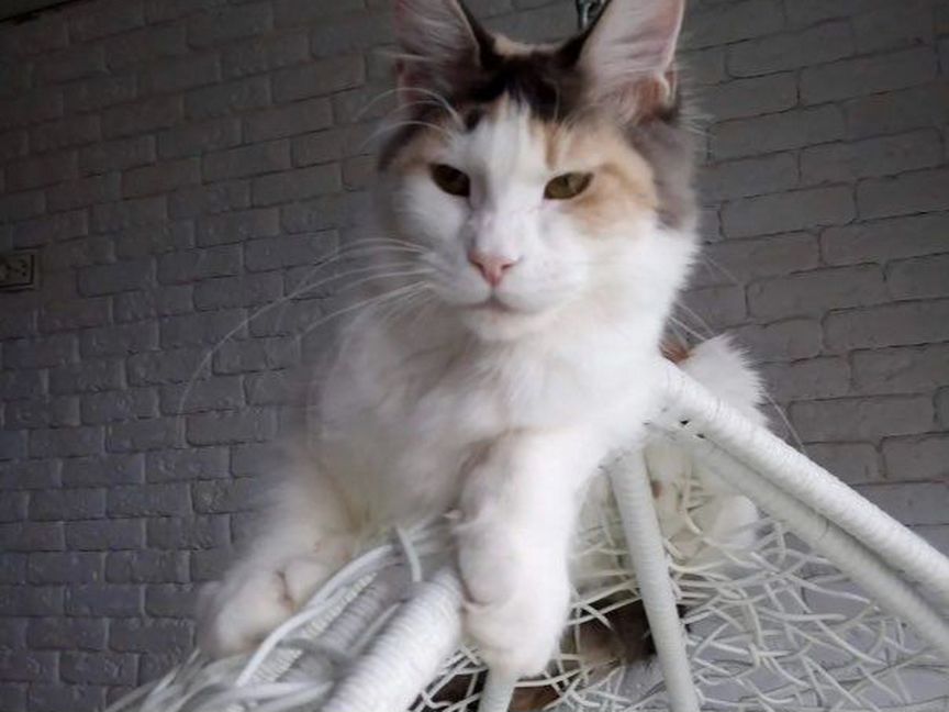 Кошка мейн кун в семью