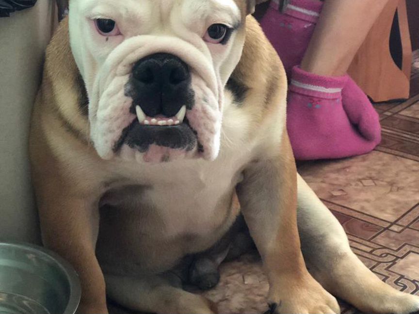 Английский бульдог ищет девочку