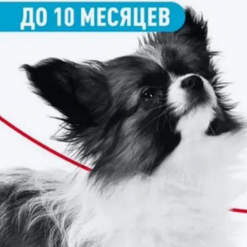 Сухой корм для собак royal canin