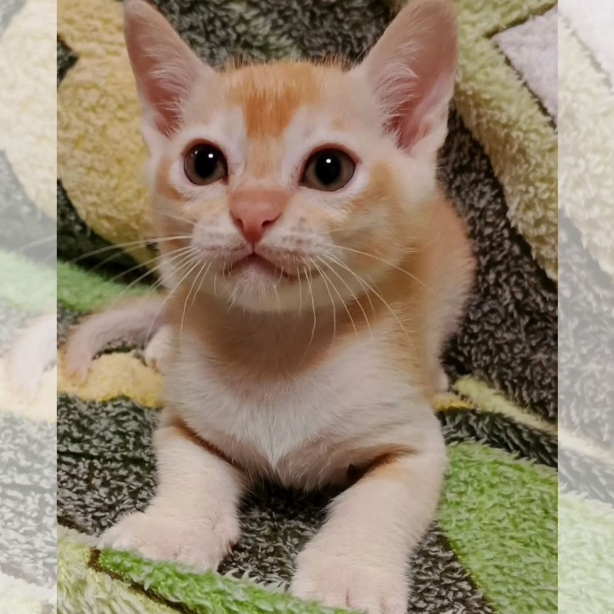 Европейский бурманский котёнок