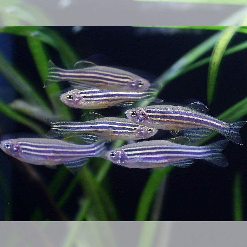 Данио отдам 3-4 рыбки