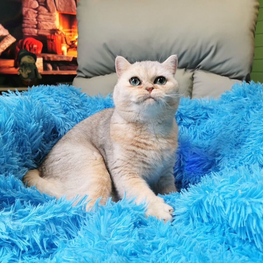 Британская серебристая шиншилла