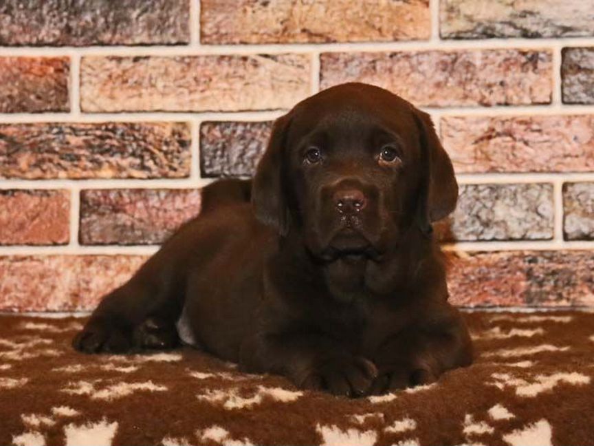 Щенки лабрадора, шоколадный мальчуган