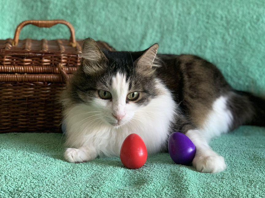 Кошечка Ляля