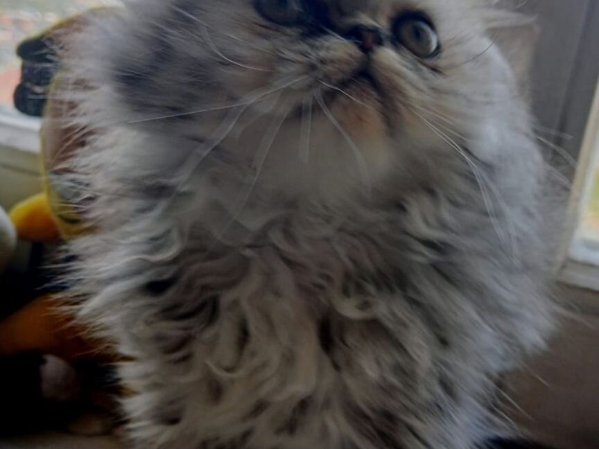 Персидская