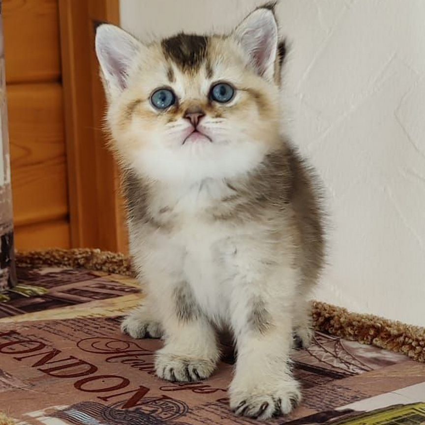 Шотландский прямоухий длинношёрстный котёнок