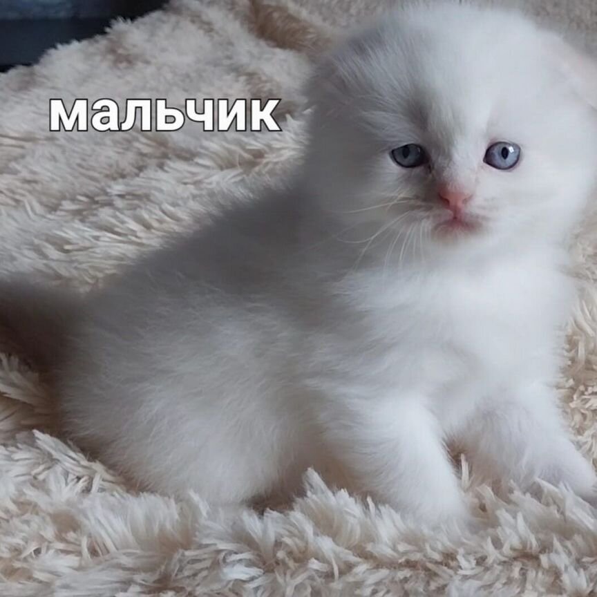 Шотландская вислоухая